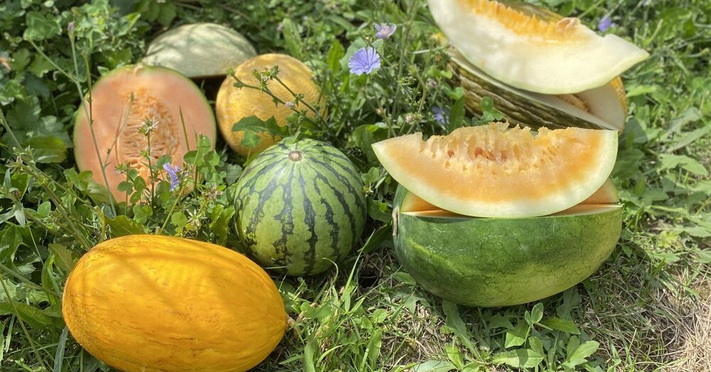 Regionale Melonen günstig & fair - Aktuelles - Amperhof-Blog ...