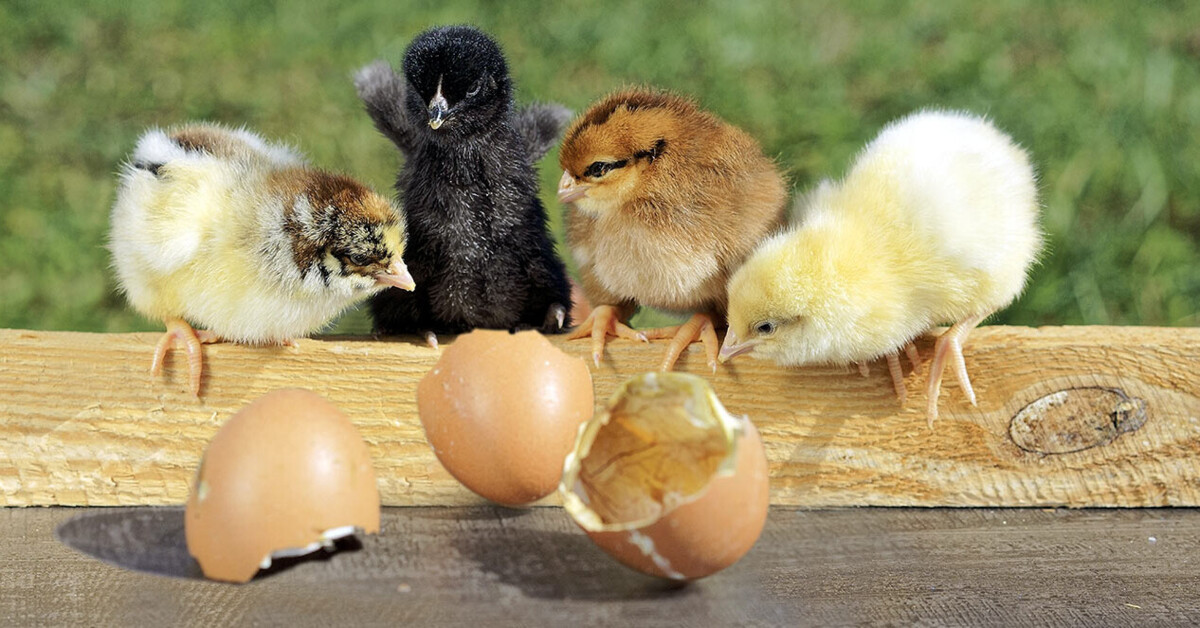 Bruderhahn: Eier und Fleisch - Aktuelles - Amperhof-Blog - Entdecken ...